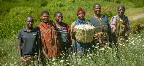 Growing quality pyrethrum in Tanzania for a growing global market ...